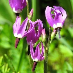 Subalpine Wildflowers - Blue/Purple - Mount Rainier National Park (U.S ...