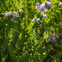 Subalpine Wildflowers - Blue/Purple - Mount Rainier National Park (U.S ...