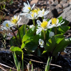 Subalpine Wildflowers - White - Mount Rainier National Park (U.S ...
