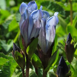 Subalpine Wildflowers - Blue/Purple - Mount Rainier National Park (U.S ...
