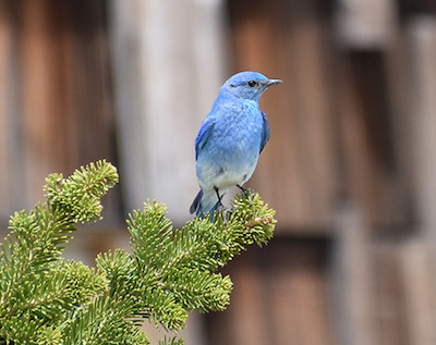 Bluebirds, Robins, & Thrushes - Mount Rainier National Park (U.S ...