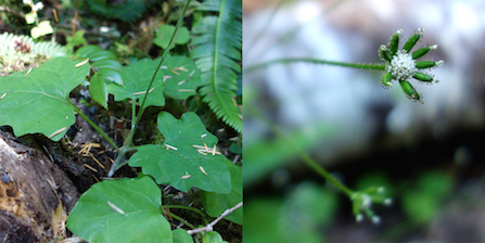 Forest Wildflowers - White - Mount Rainier National Park (U.S. National ...