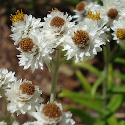 Subalpine Wildflowers - White - Mount Rainier National Park (U.S ...