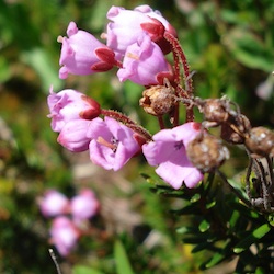 Subalpine Wildflowers - Pink/Red - Mount Rainier National Park (U.S ...
