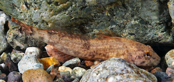 Fish - Mount Rainier National Park (U.S. National Park Service)