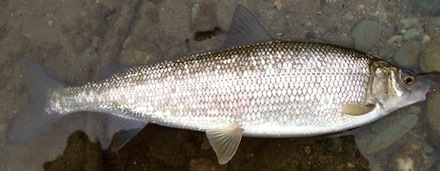Fish - Mount Rainier National Park (U.S. National Park Service)