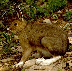 Rabbits, Hares, and Pika - Mount Rainier National Park (U.S. National ...