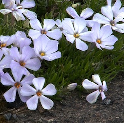 Subalpine Wildflowers - Pink/Red - Mount Rainier National Park (U.S ...