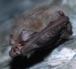 Bats - Mount Rainier National Park (U.S. National Park Service)