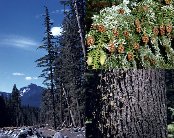 Conifer Trees - Mount Rainier National Park (U.S. National Park Service)