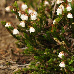 Subalpine Wildflowers - White - Mount Rainier National Park (U.S ...