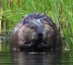Rodents - Mount Rainier National Park (U.S. National Park Service)