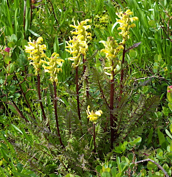 Subalpine Wildflowers - Yellow/Orange - Mount Rainier National Park (U ...