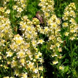 Subalpine Wildflowers - White - Mount Rainier National Park (U.S ...