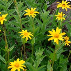 Subalpine Wildflowers - Yellow/Orange - Mount Rainier National Park (U ...