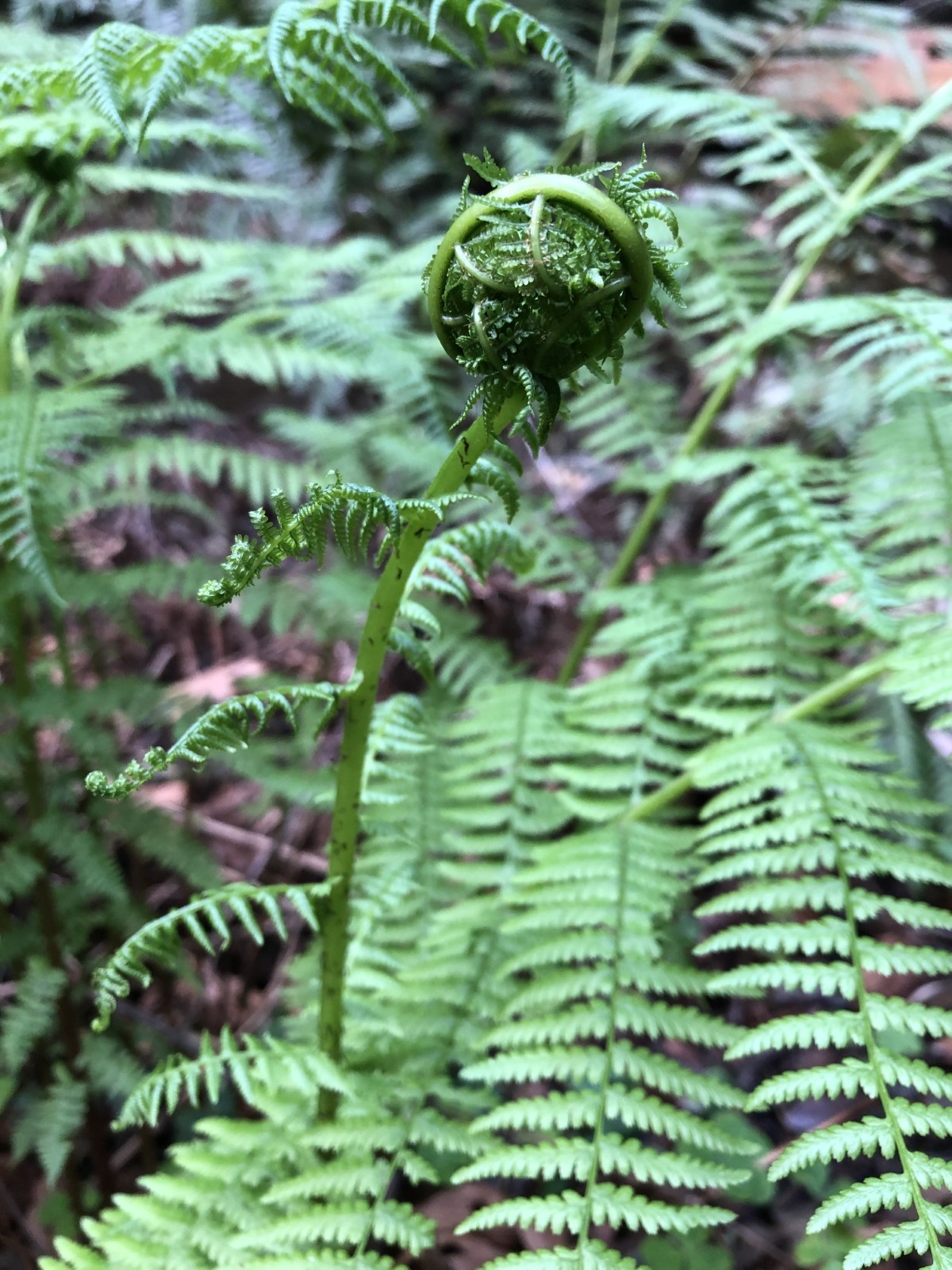 Types Of Ferns And Their Names