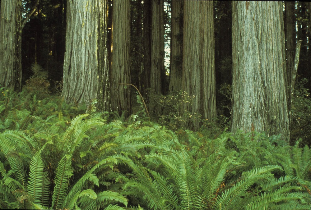 Ferns - Muir Woods National Monument (U.S. National Park Service)