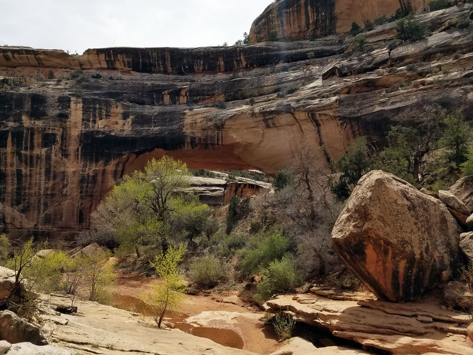 Plants - Natural Bridges National Monument (U.S. National Park Service)
