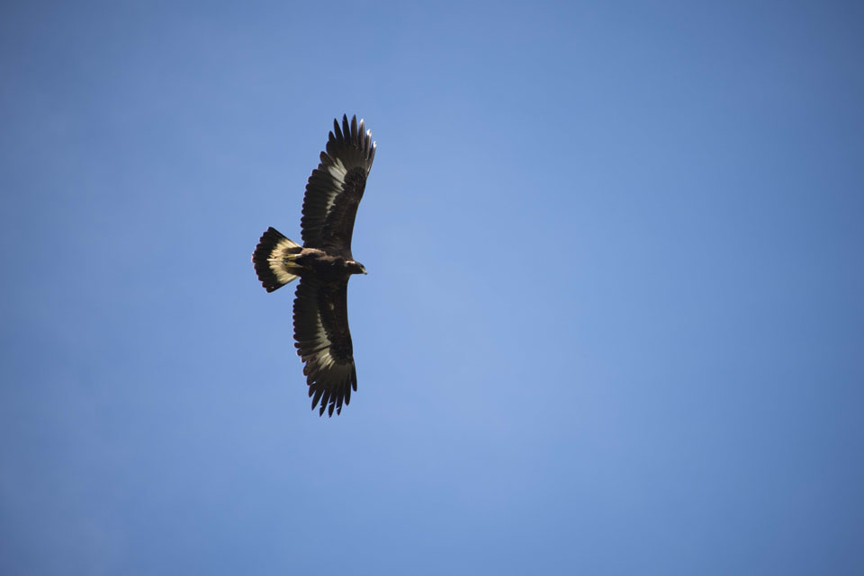 Bird Watching - Natural Bridges National Monument (U.S. National Park ...