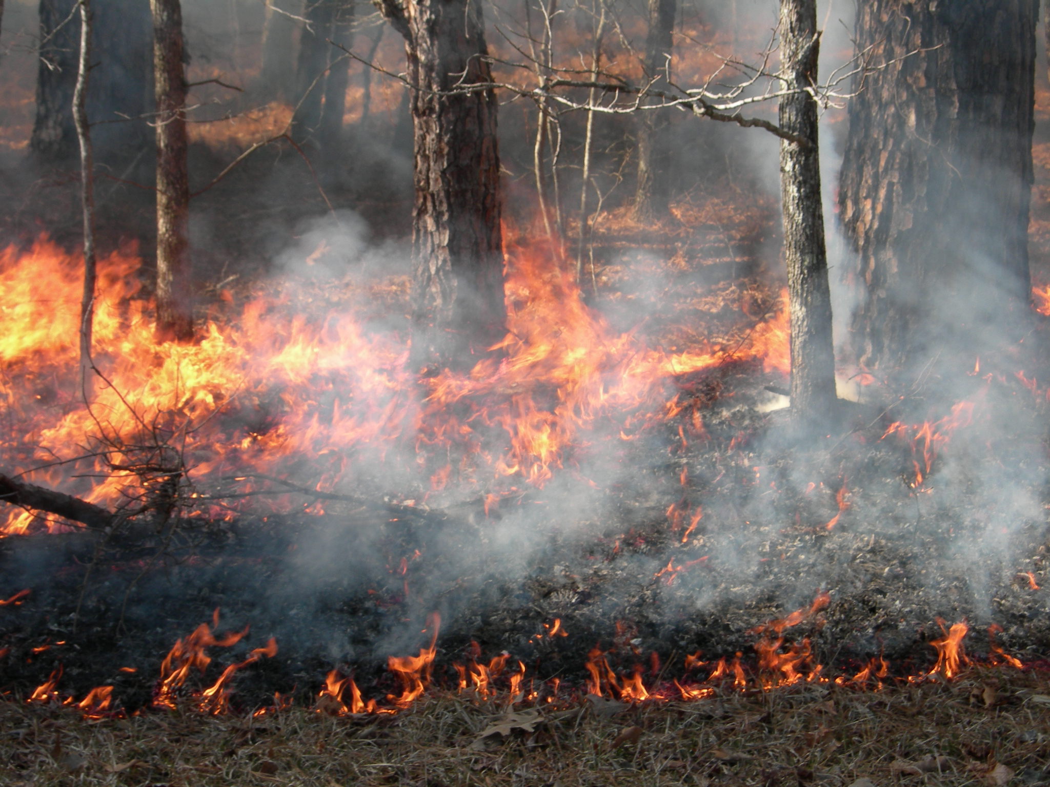 Fire Management - Natchez Trace Parkway (U.S. National Park Service)