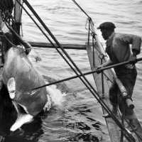 Whaling Heritage - New Bedford Whaling National Historical Park (U.S ...