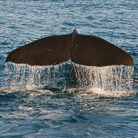 Whaling Heritage - New Bedford Whaling National Historical Park (U.S ...