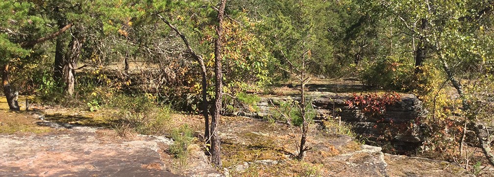 Appalachian Flatrock Community - New River Gorge National Park ...