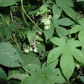 Early Detection of Invasive Species Monitoring - New River Gorge ...