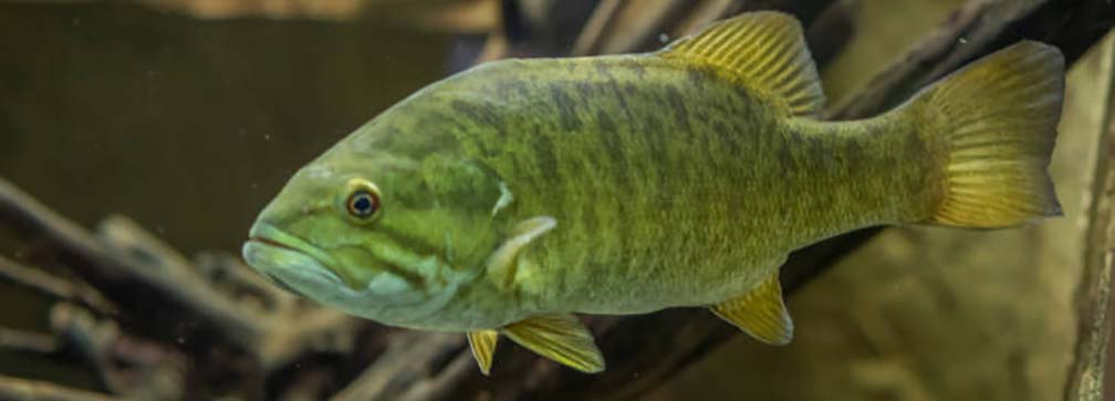 Fish - New River Gorge National Park & Preserve (U.S. National Park ...