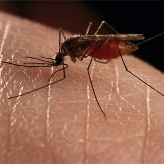 Spiders and Insects - Bluestone National Scenic River (U.S. National ...