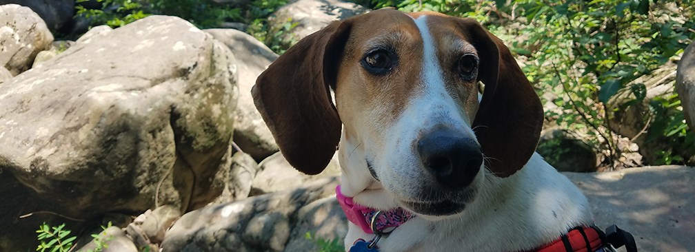 Pets - New River Gorge National Park and Preserve (U.S. National Park ...