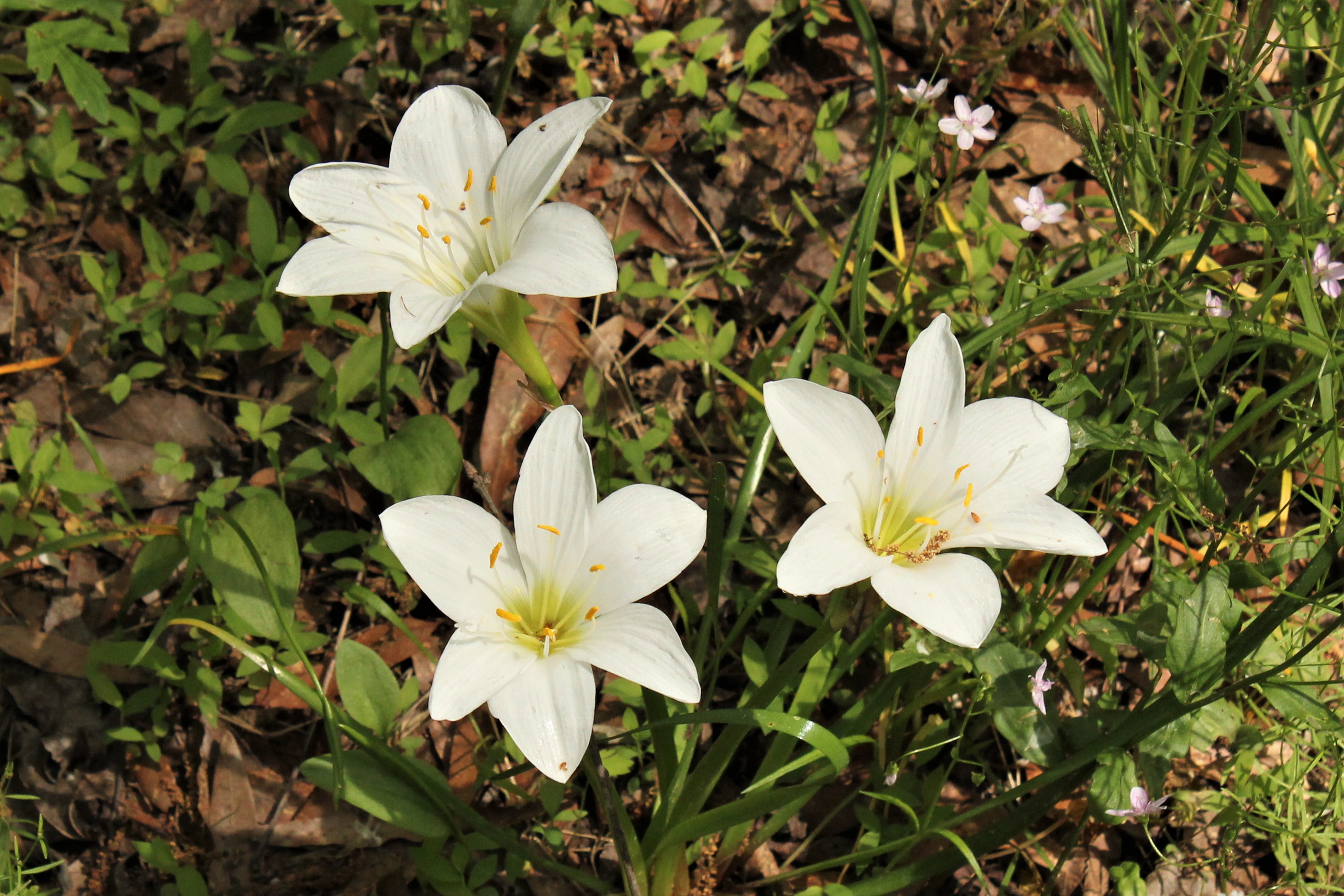 Wildflowers - Ninety Six National Historic Site (U.S. National Park ...