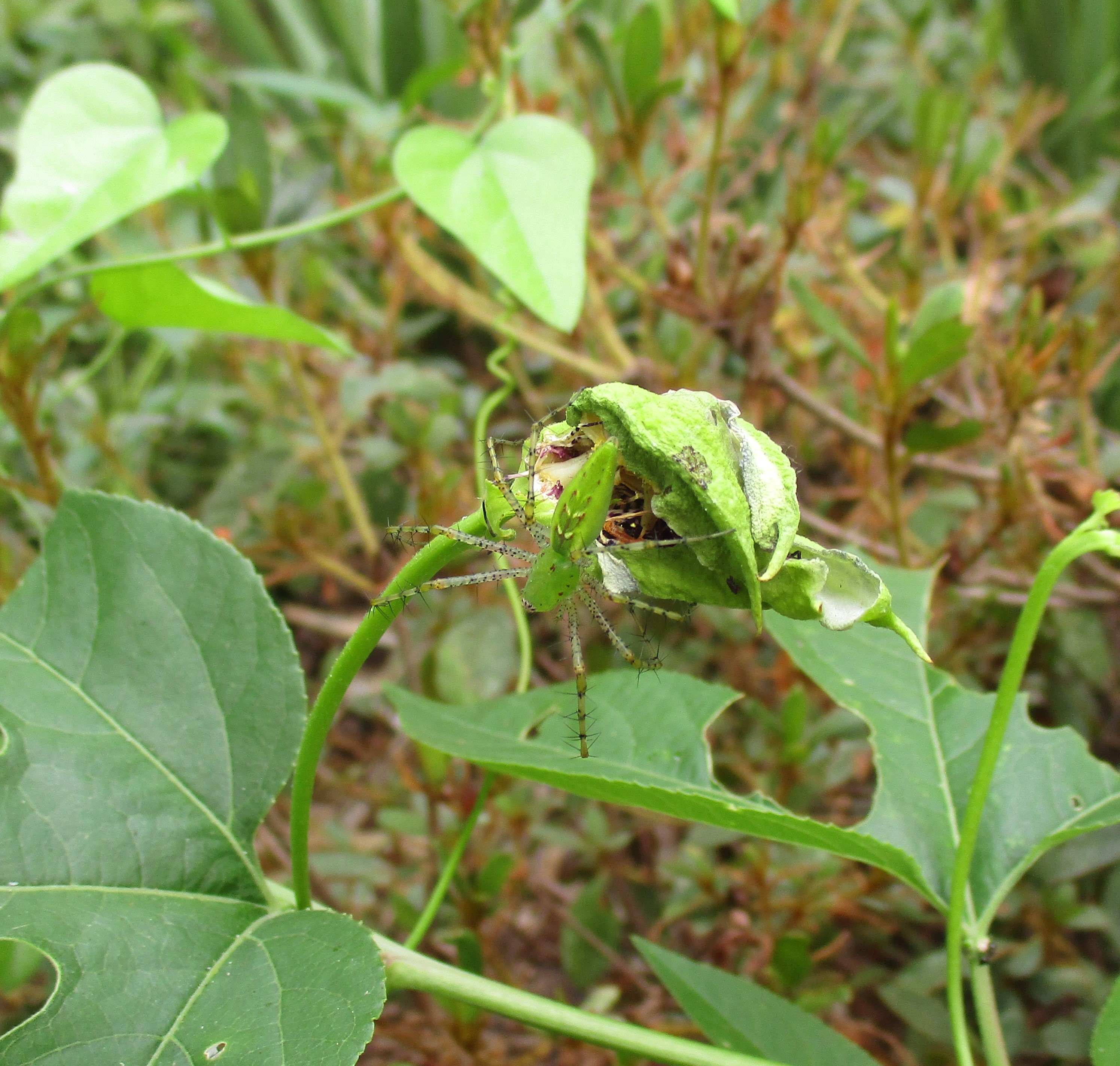 Insects, Spiders, Centipedes, Millipedes - Ninety Six National Historic ...