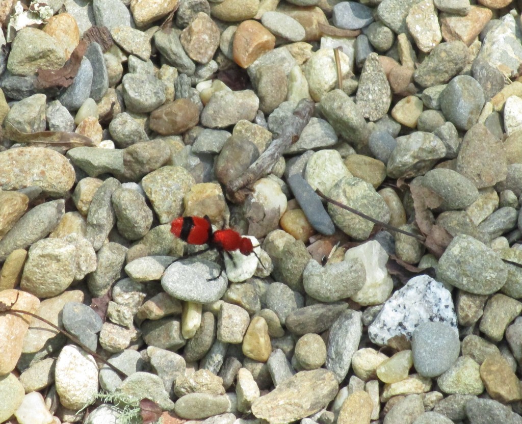 Insects, Spiders, Centipedes, Millipedes - Ninety Six National Historic ...