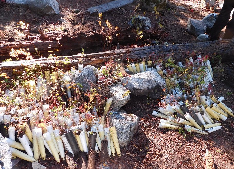 Native Plant Restoration - North Cascades National Park (U.S. National ...