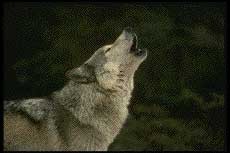 Cascade Mountain Wolf