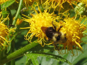 Agnes Gorge Trail - North Cascades National Park (U.S. National Park ...