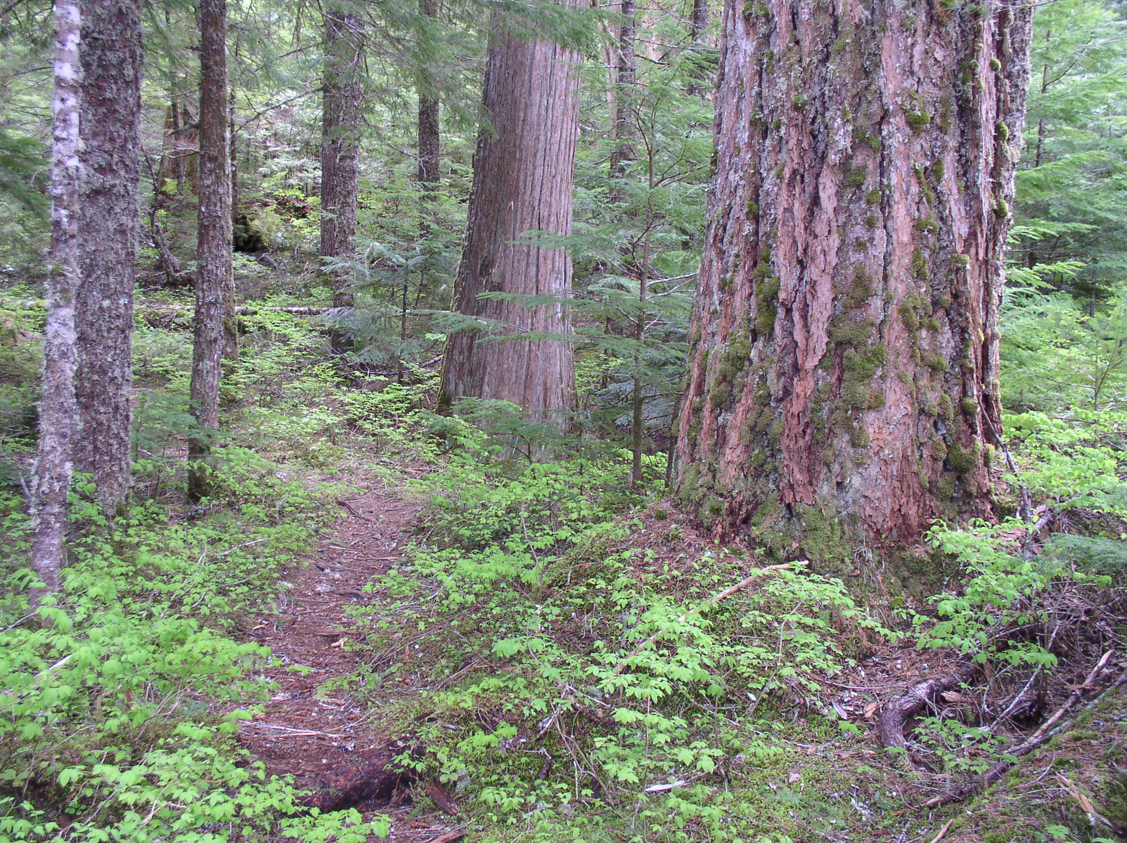 Pyramid Lake Trail - North Cascades National Park (U.S. National Park ...