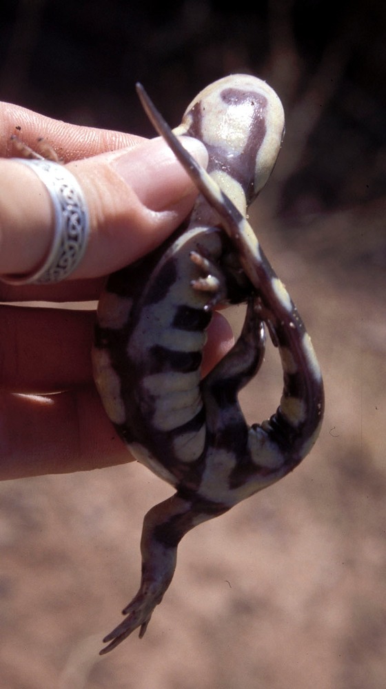 Baby Tiger Salamander