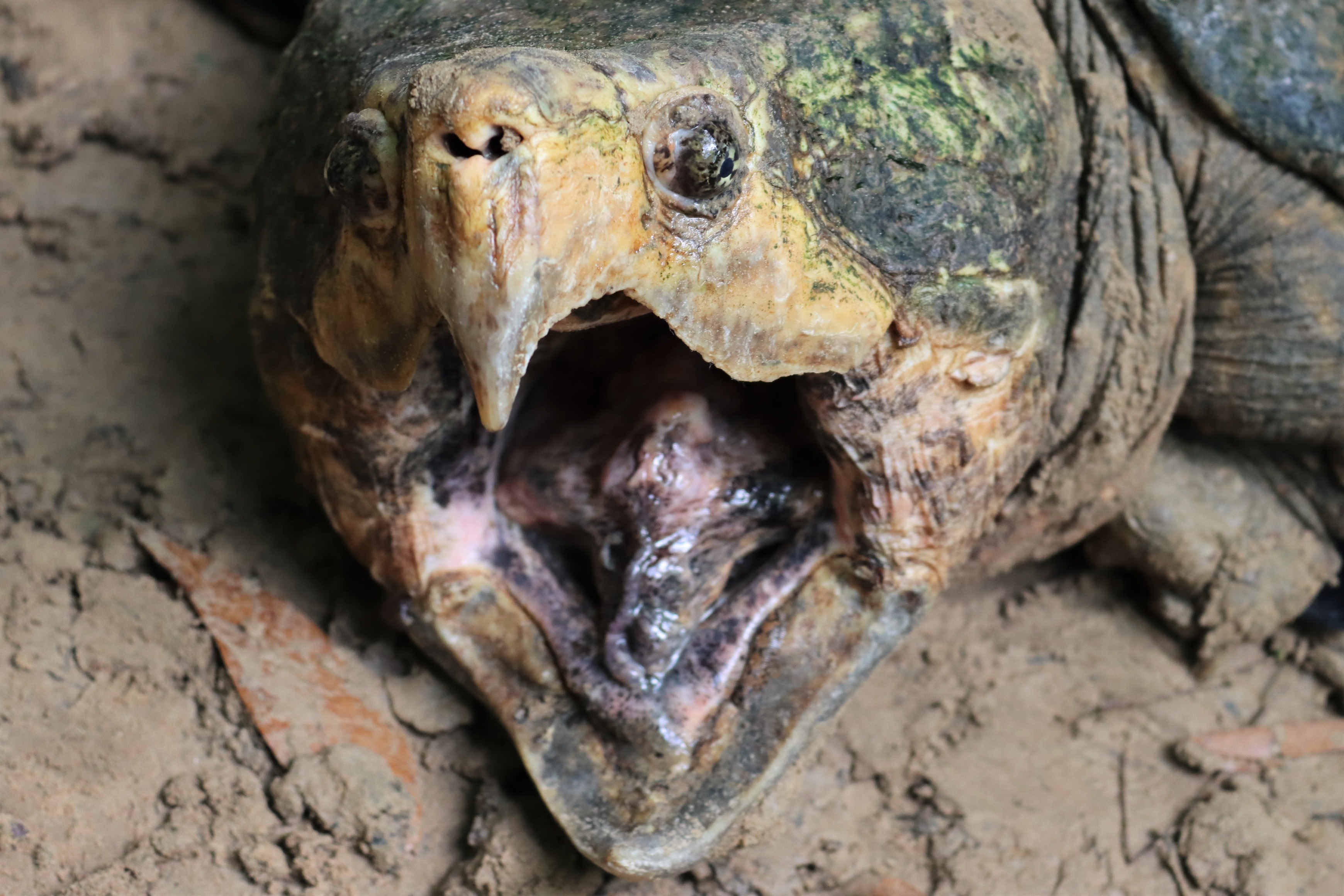 Inside Turtle Mouth
