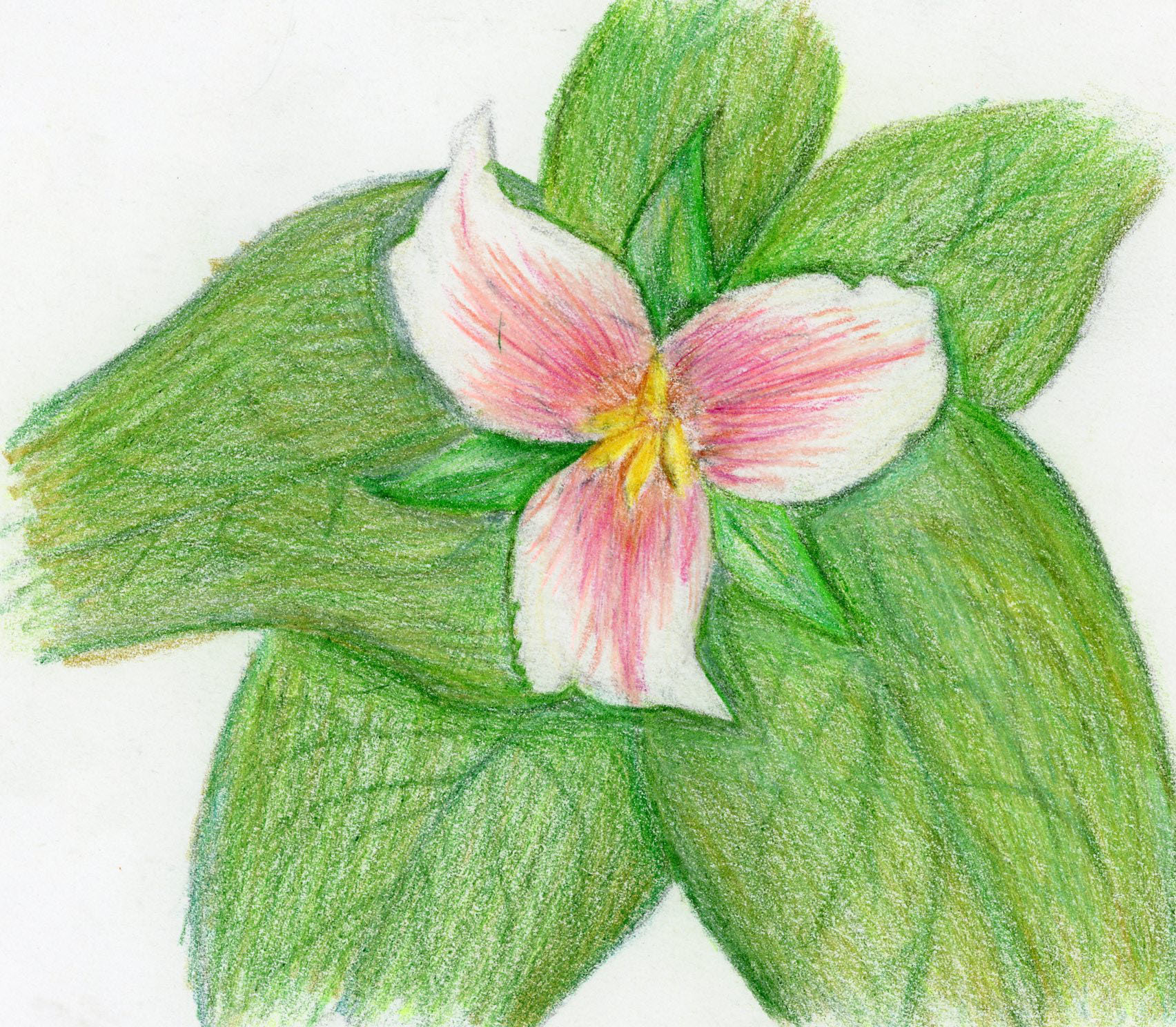 White Trillium Drawing