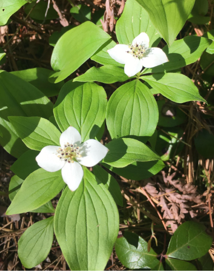 Canadian National Flower