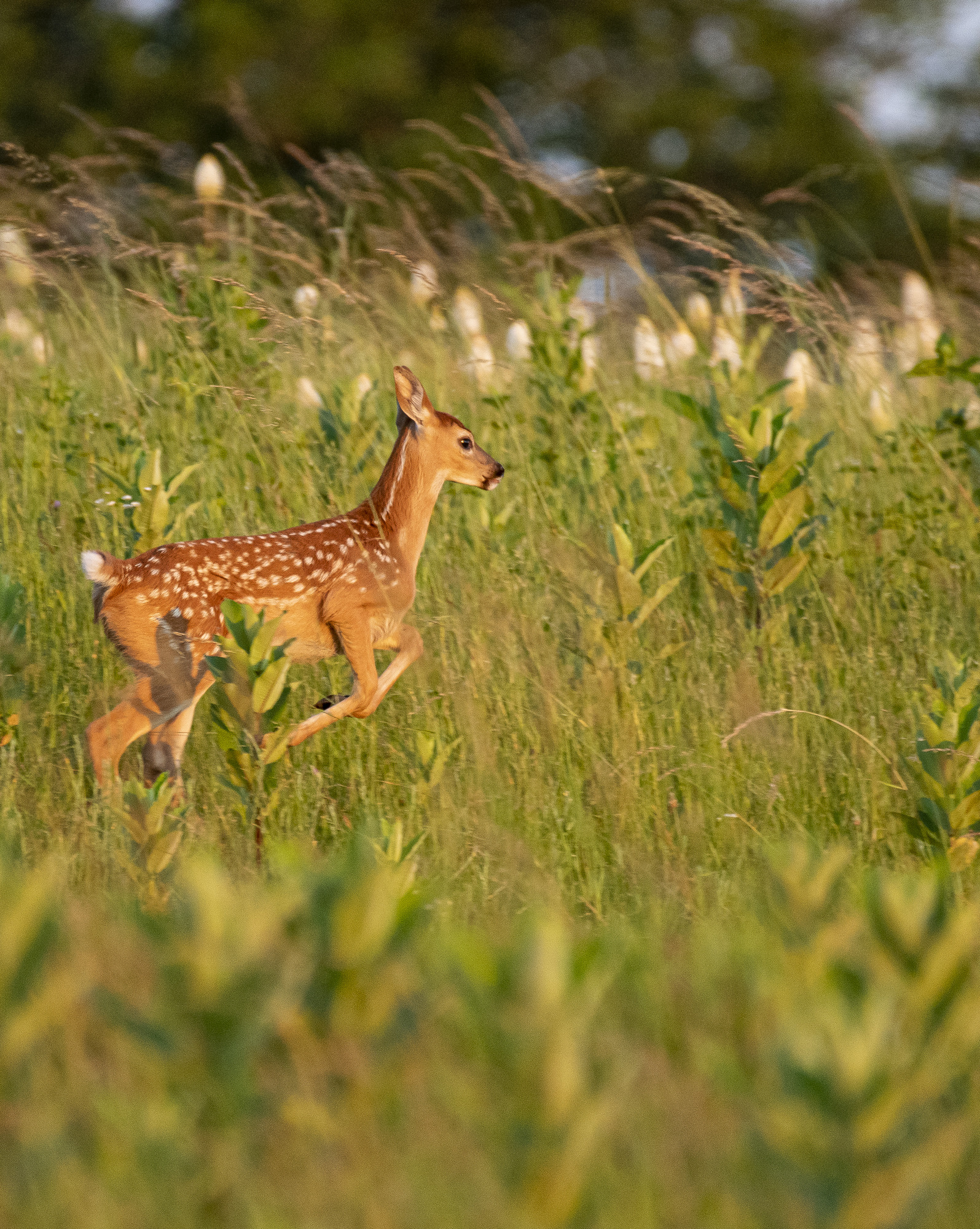 Fawn Running