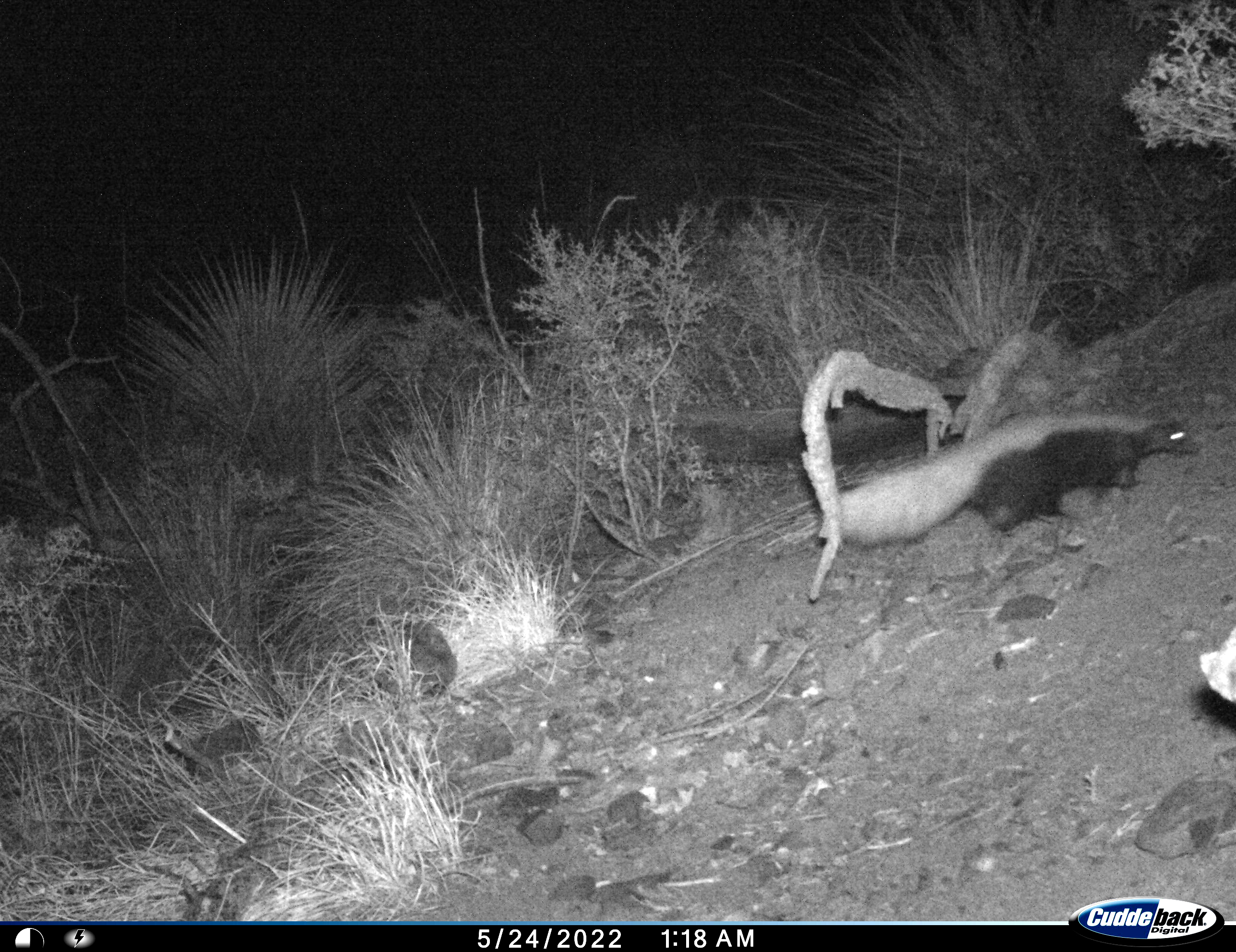 The Rake Creature Pictures