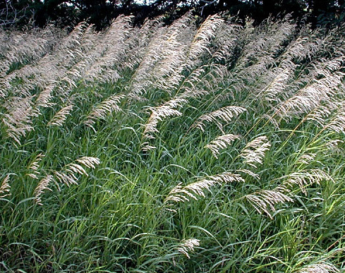 Native Grass Species