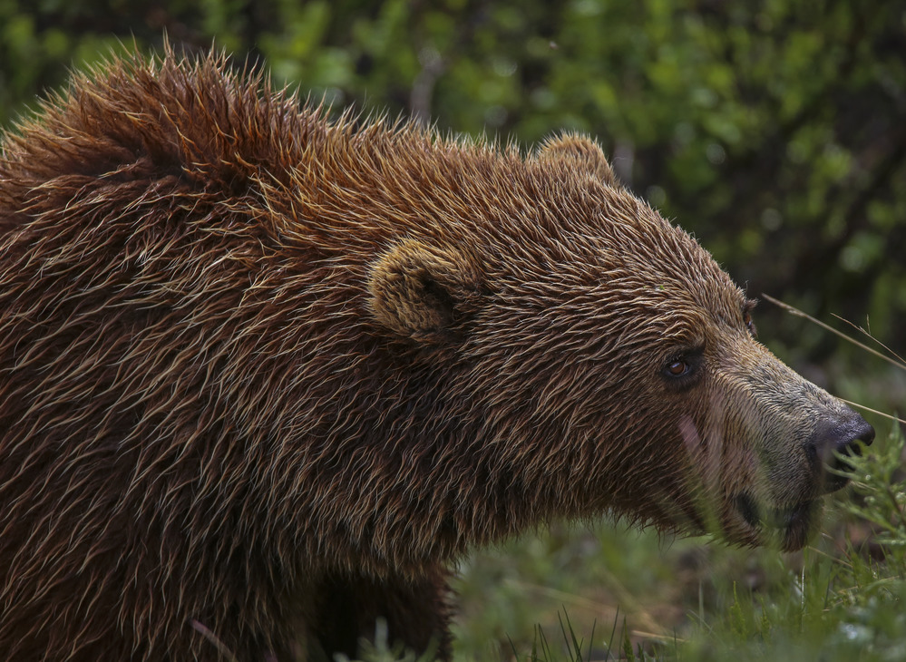 Grizzly Bear Head Side View
