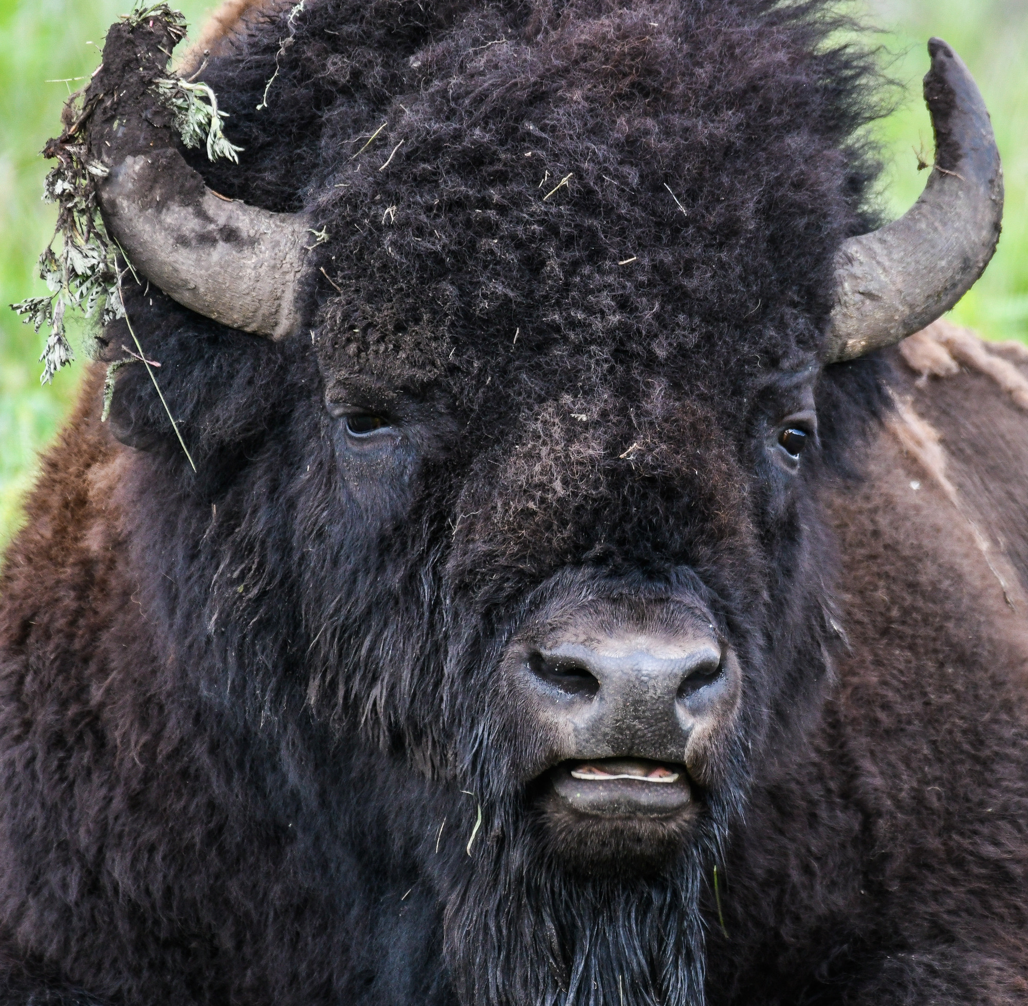 Bison Face