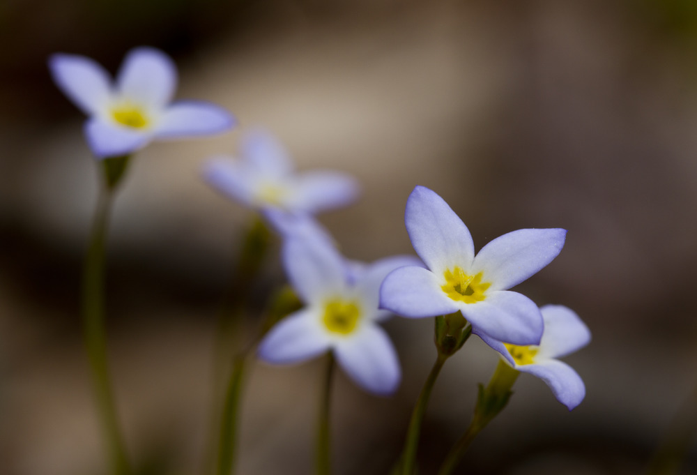 Bluets Flower Symbolism | Best Flower Site