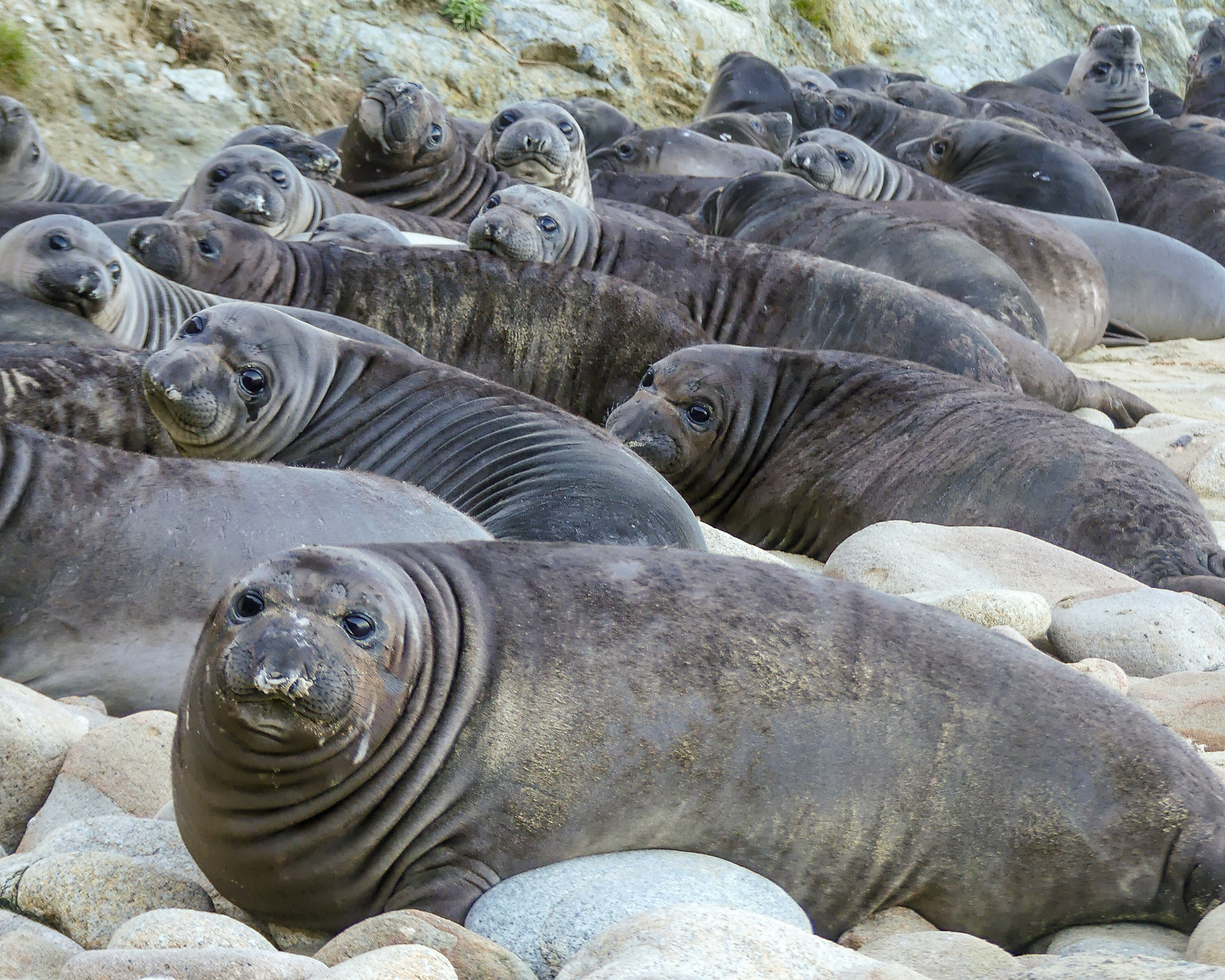 Group Of Seals
