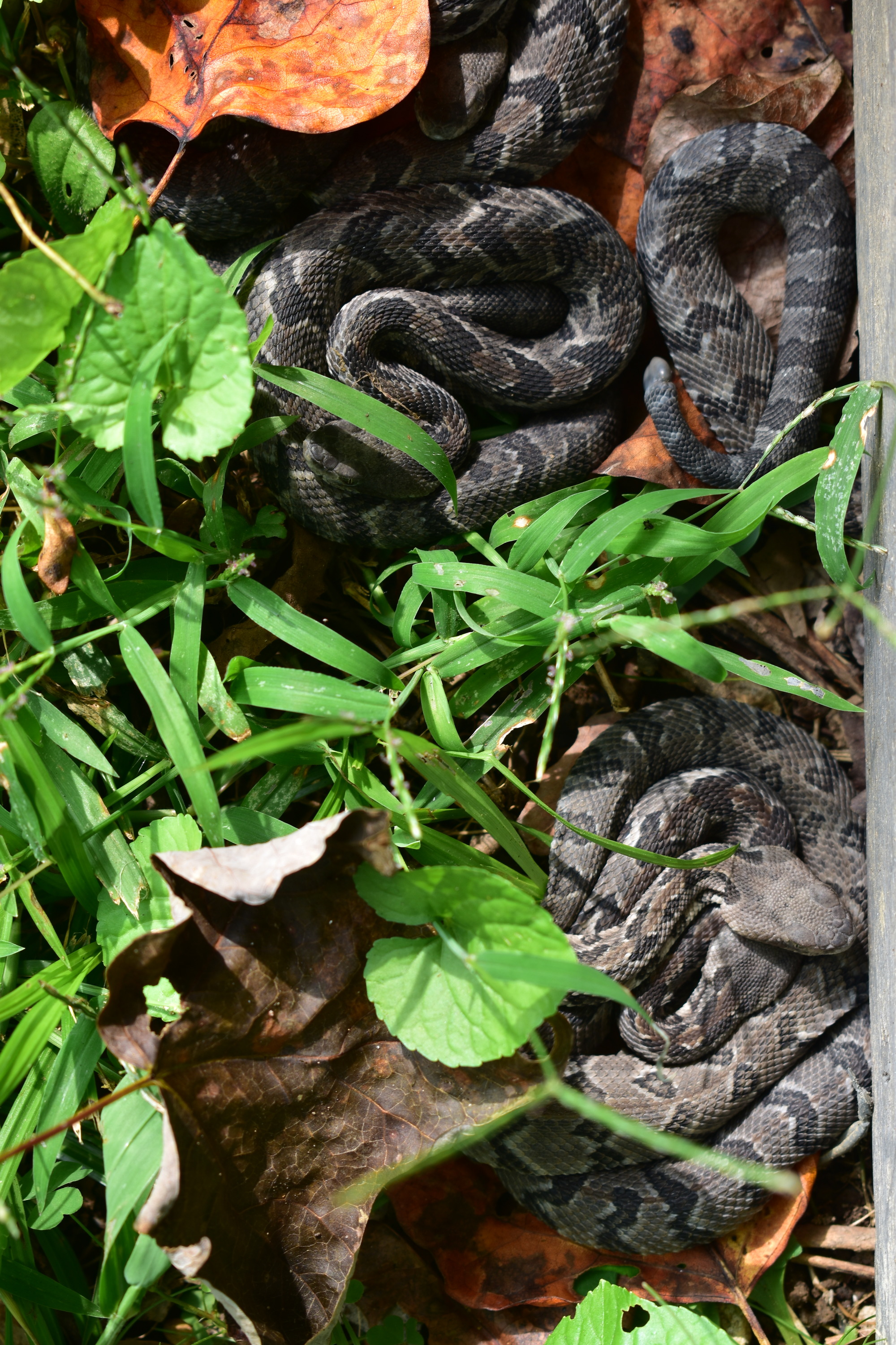 Baby Timber Rattlesnake